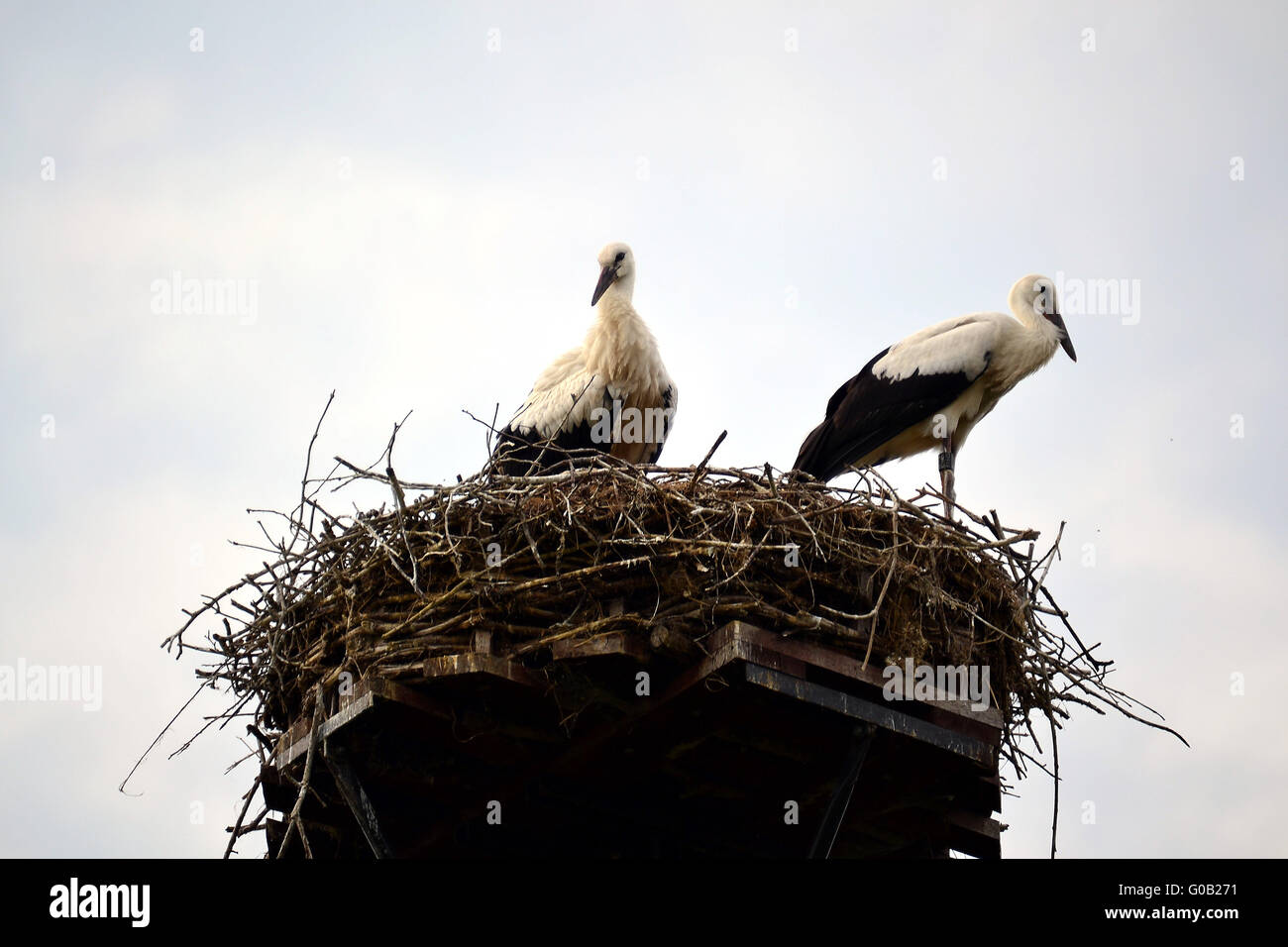 Good luck bird hi-res stock photography and images - Alamy