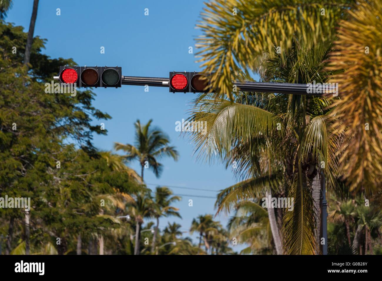 Red traffic stop sign in California under palm trees with a blue sky ...