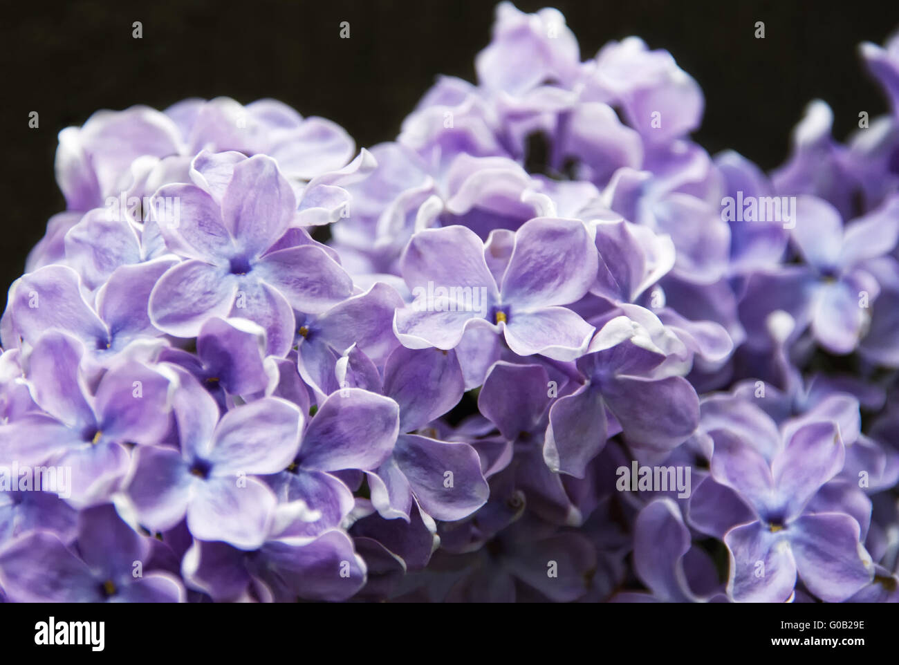 Vintage lilac hi-res stock photography and images - Alamy