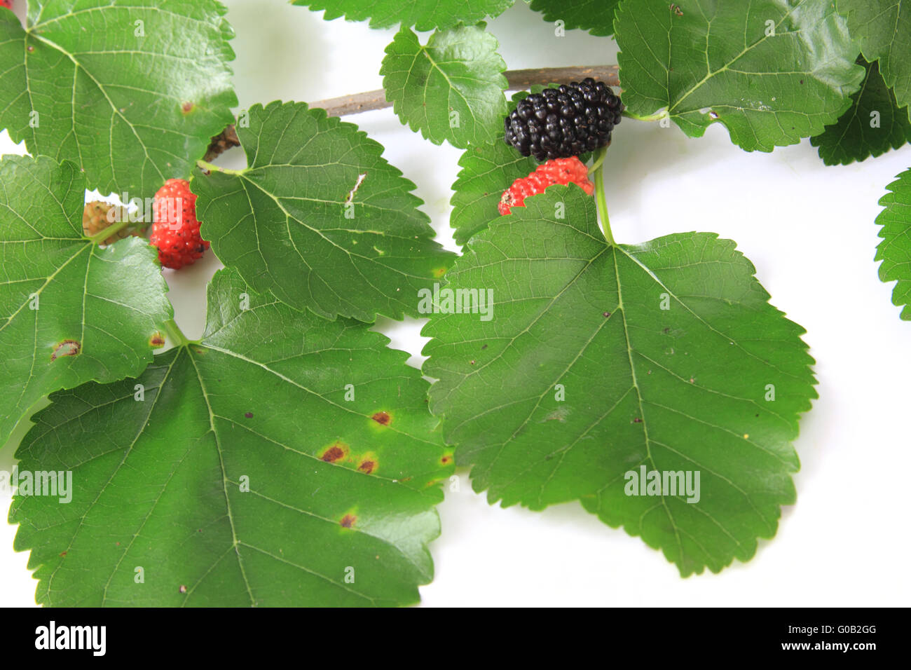 Black mulberry (Morus nigra Stock Photo - Alamy