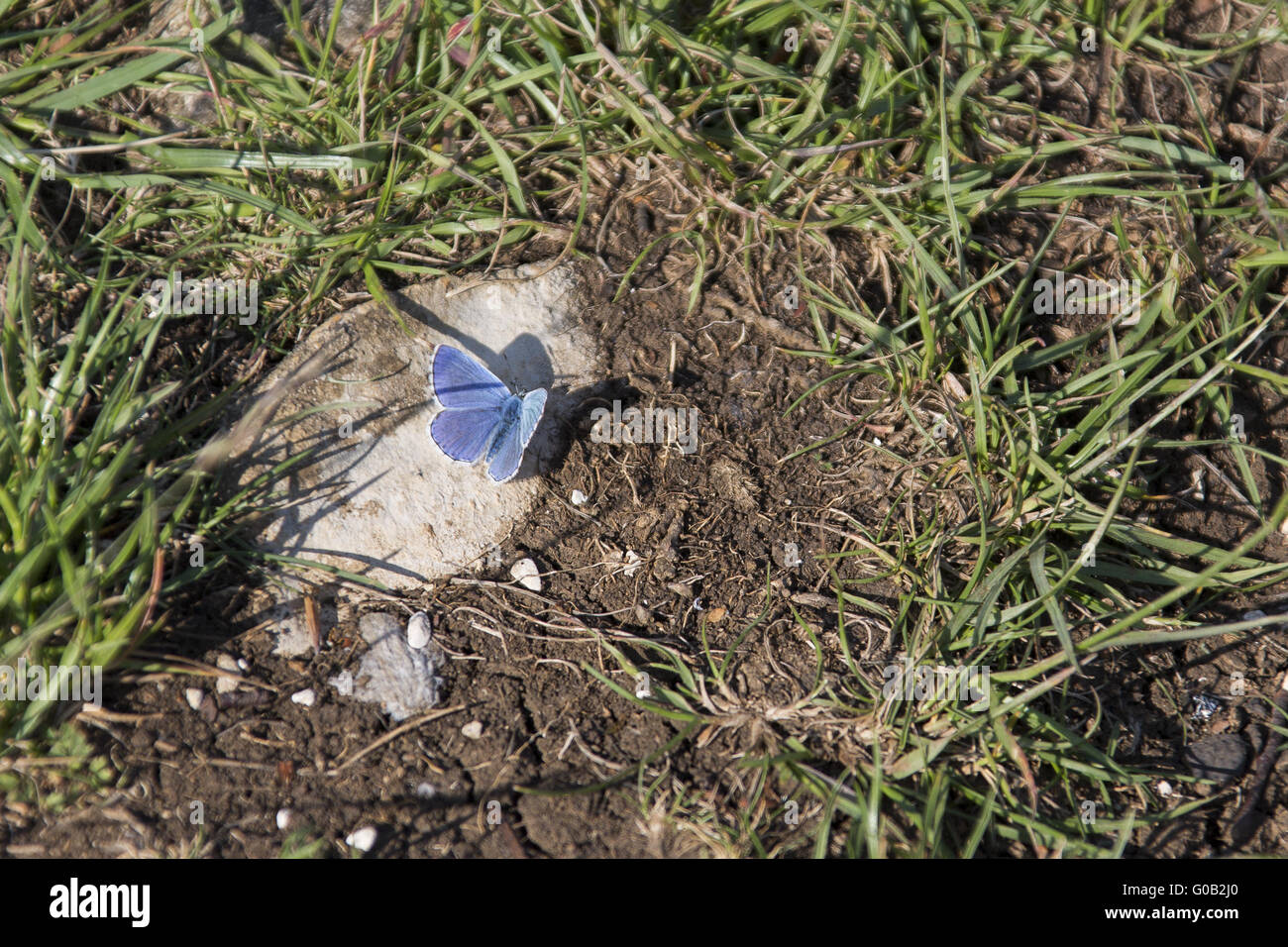 Butterfly on stone Stock Photo - Alamy