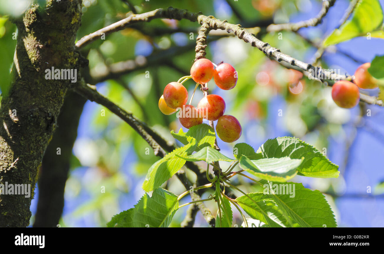 orange coloured cherries hanging on a cherry tree Stock Photo - Alamy