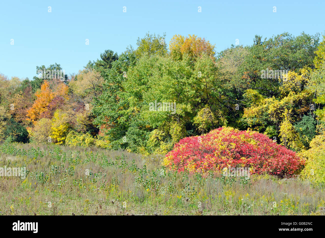 Fall's colorful trees Stock Photo - Alamy