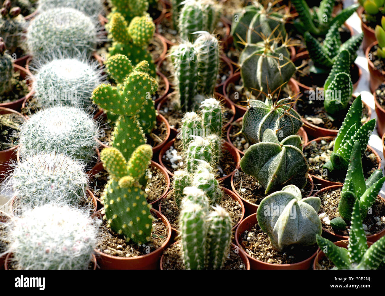 Living rock cactus hi-res stock photography and images - Alamy