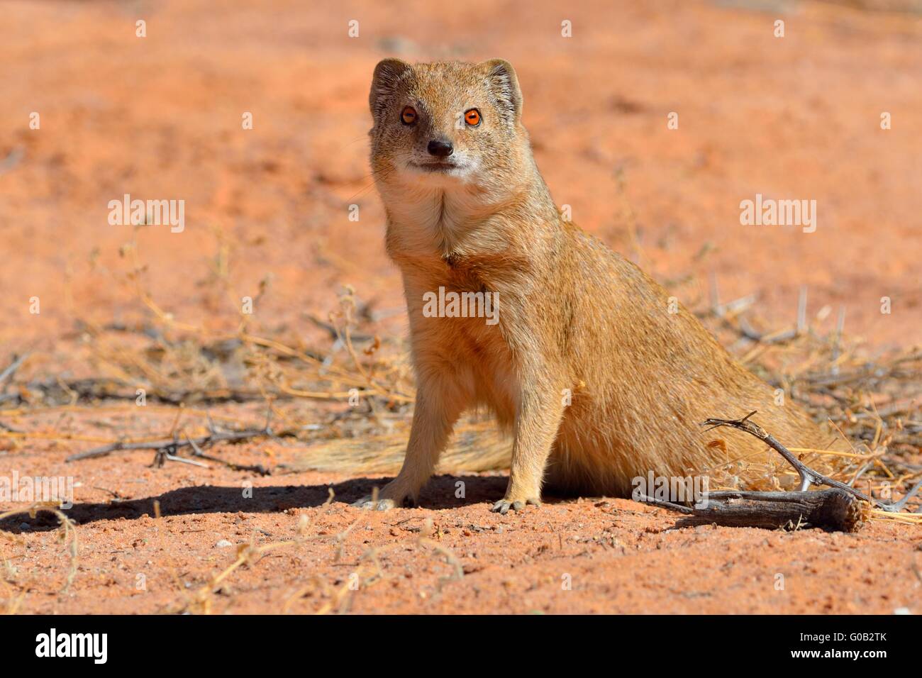 Mongoose body hi-res stock photography and images - Alamy