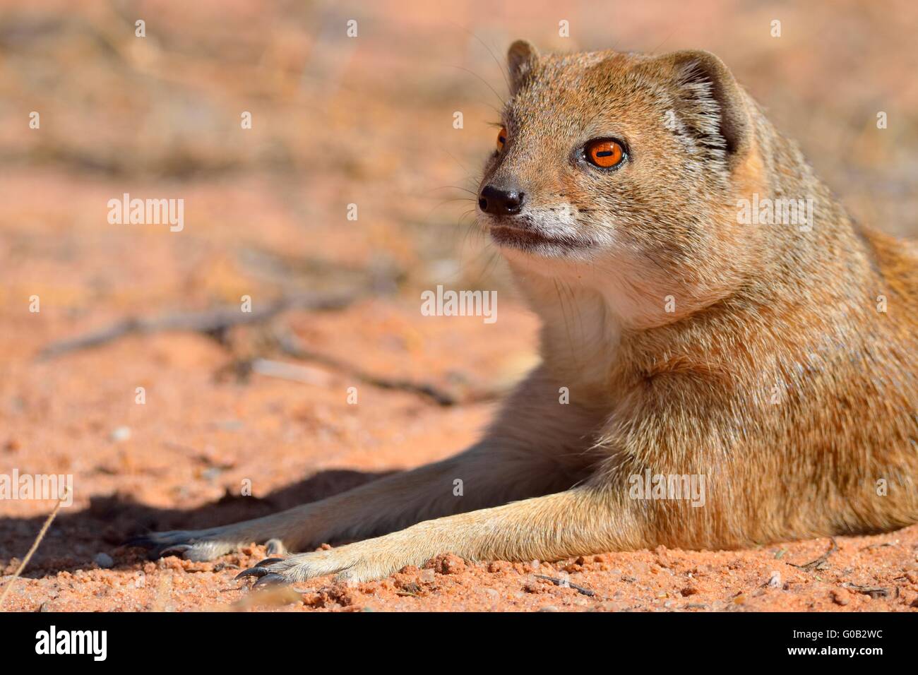 Yellow mongoose (Cynictis penicillata), lying on red sand, Kgalagadi ...
