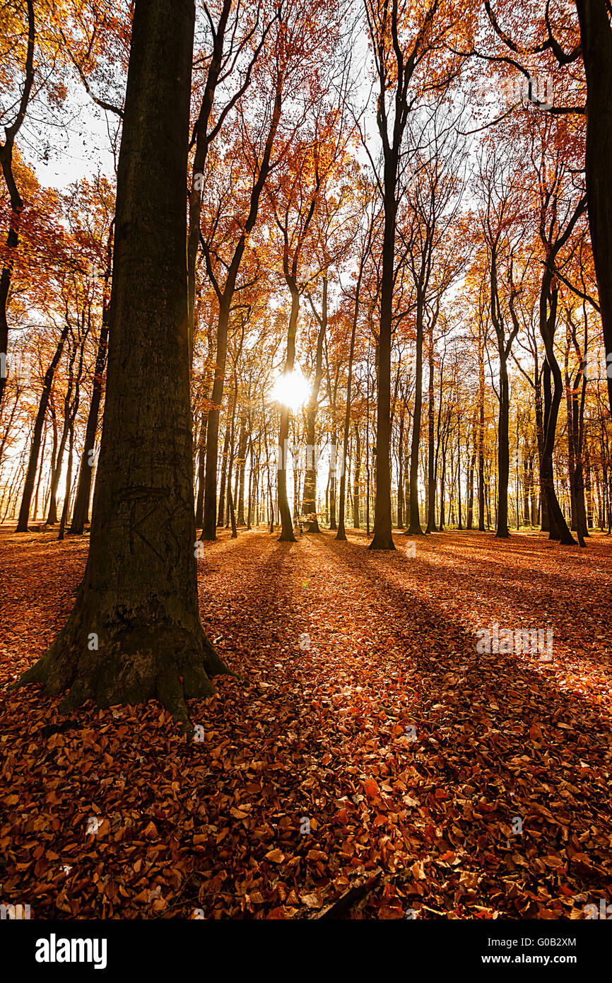 Fall in the woods hi-res stock photography and images - Alamy