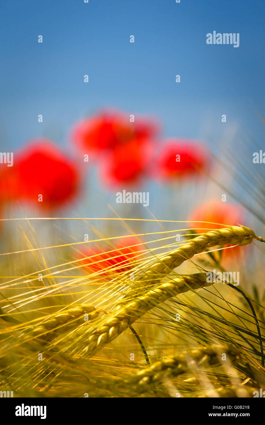 Rye and Poppy Stock Photo - Alamy