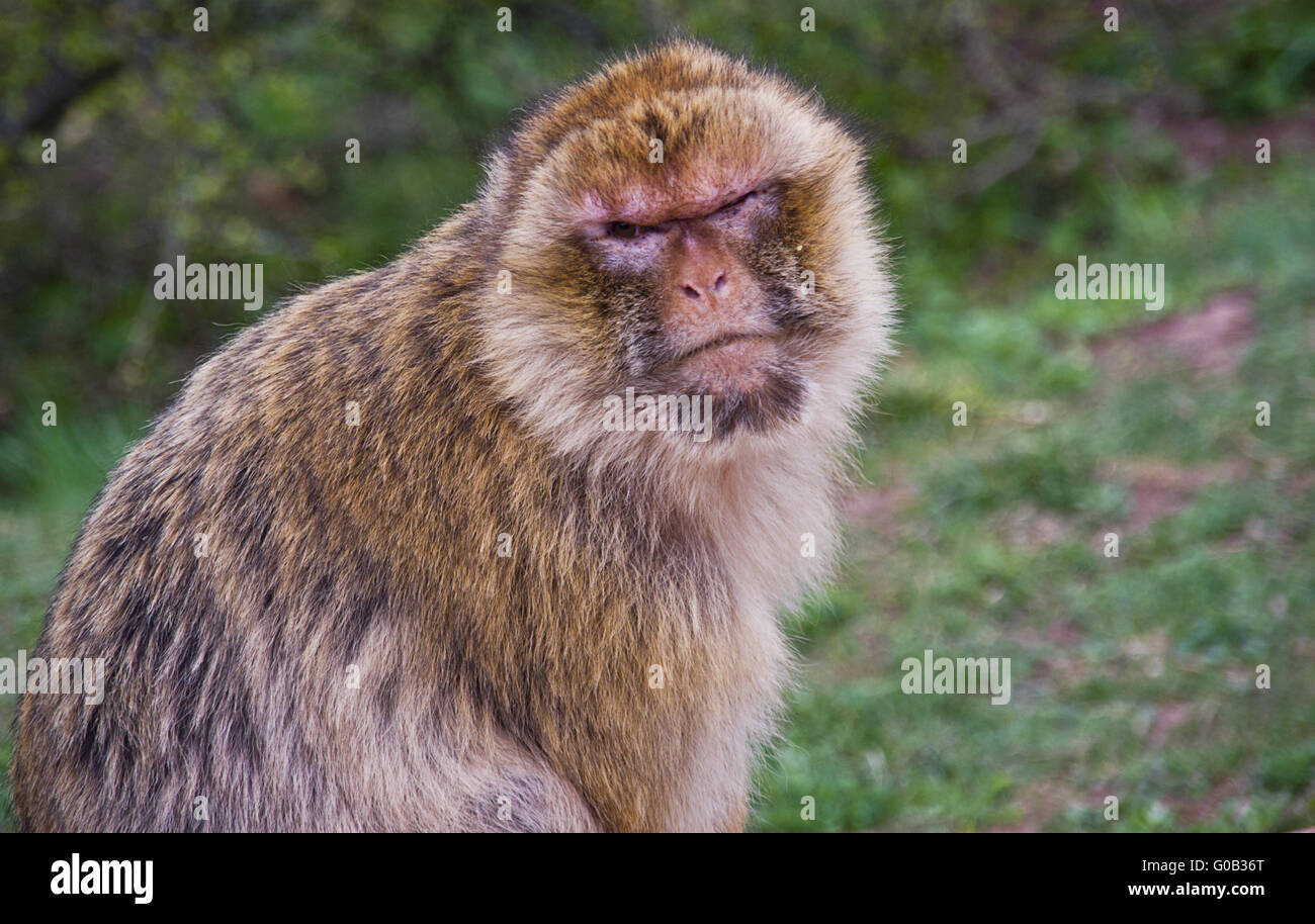 Man monkey evolution hi-res stock photography and images - Alamy