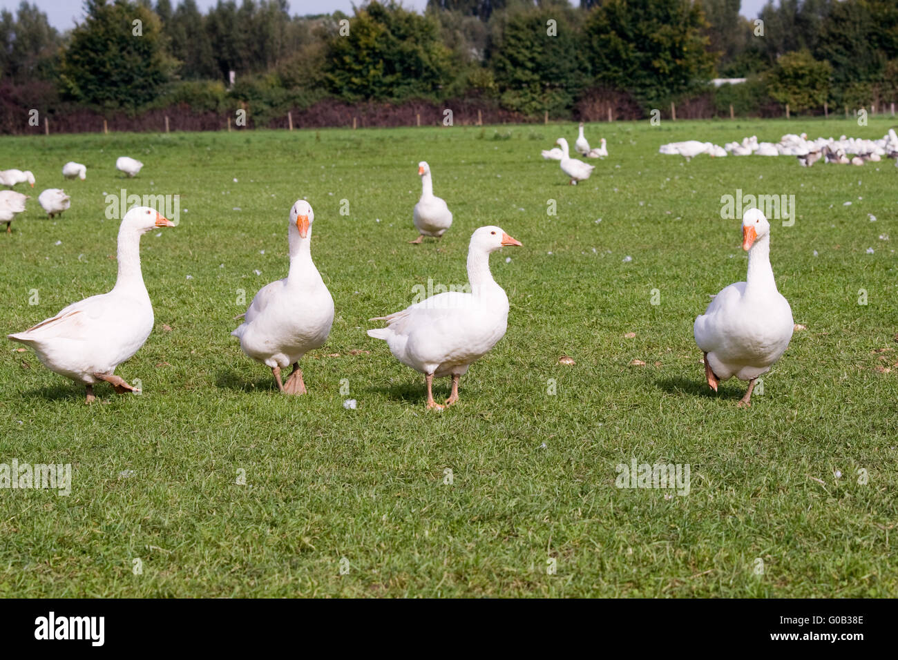 Free range geese Stock Photo - Alamy