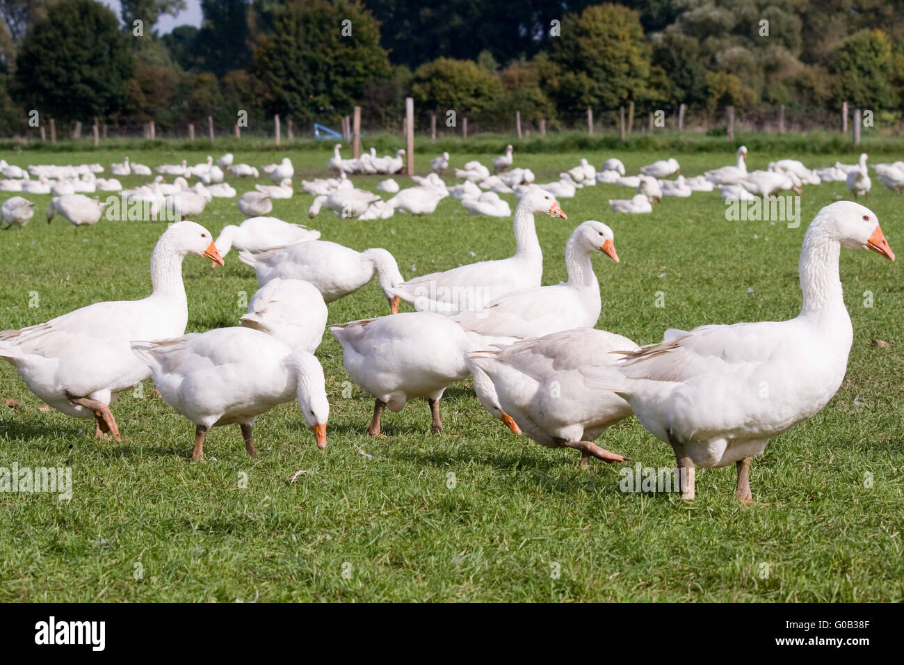 Free range geese Stock Photo - Alamy