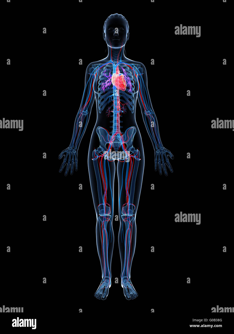 3d rendered illustration of the female vascular system Stock Photo - Alamy