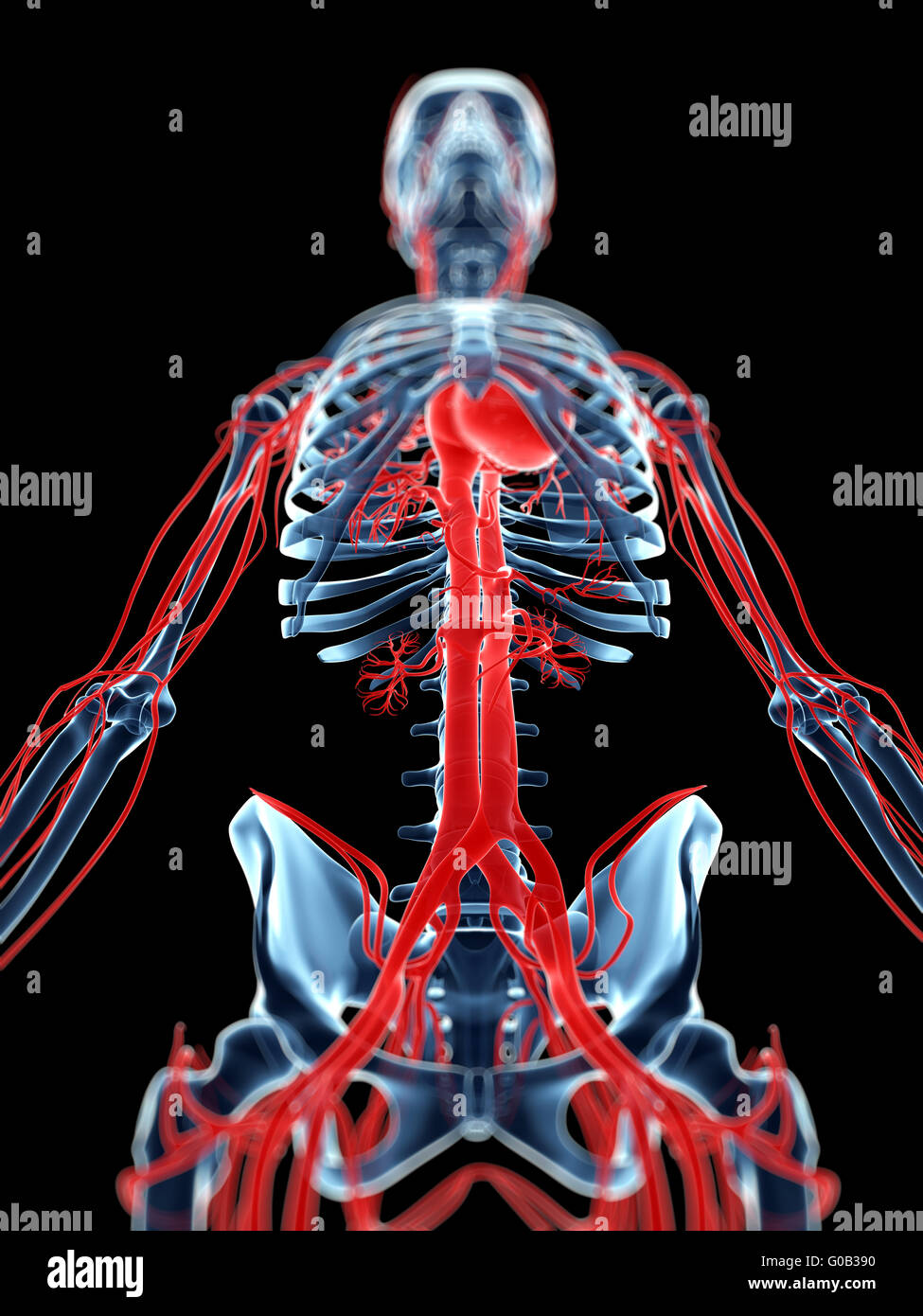 3d rendered medical illustration - blood vessels and skeleton Stock ...