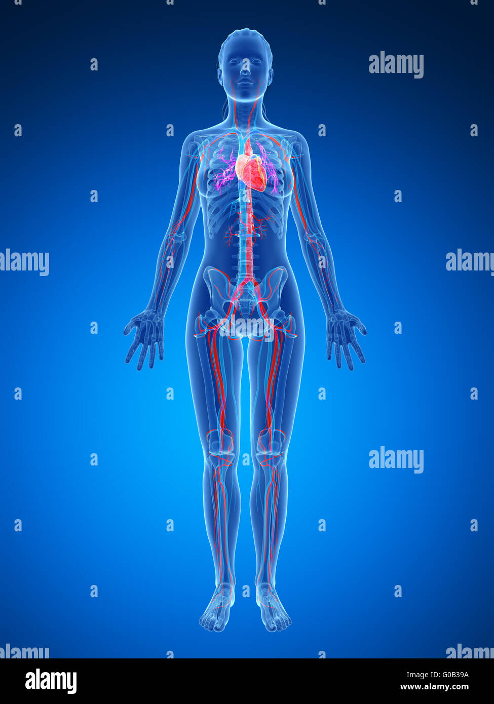 3d rendered illustration of the female vascular system Stock Photo - Alamy