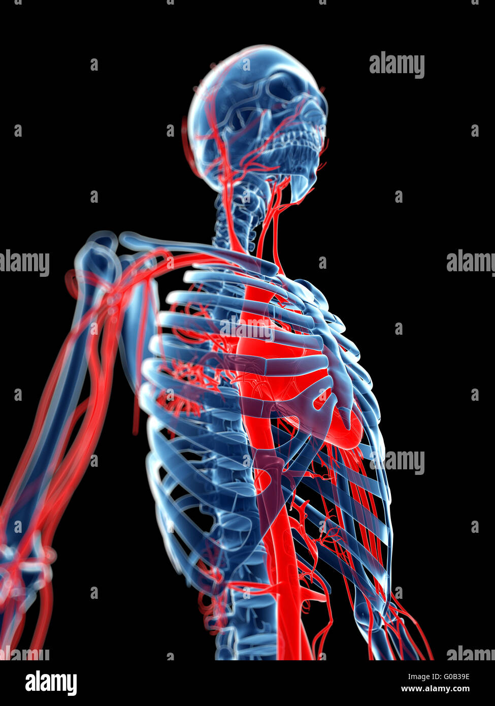 3d rendered medical illustration - blood vessels and skeleton Stock ...