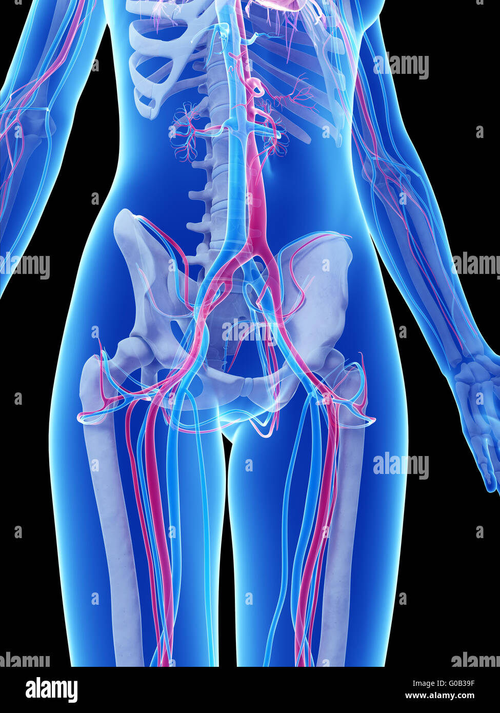 Heart and vascular system hi-res stock photography and images - Alamy