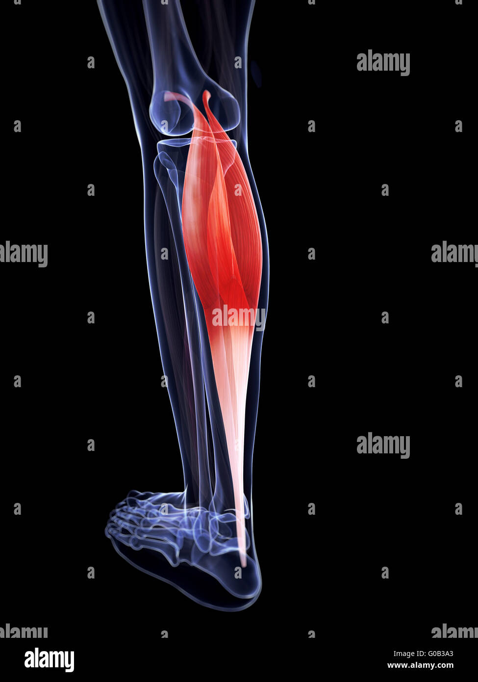 Gastrocnemius muscle hi-res stock photography and images - Alamy