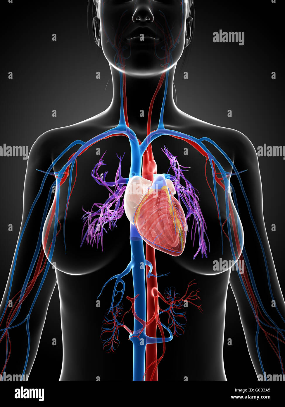 3d rendered illustration of the female vascular system Stock Photo - Alamy