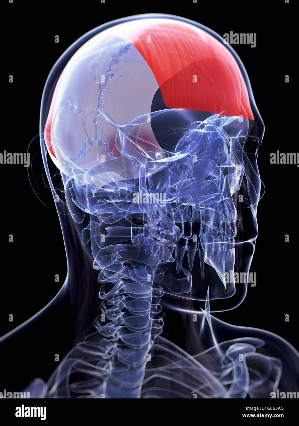 Frontalis muscle hi-res stock photography and images - Alamy