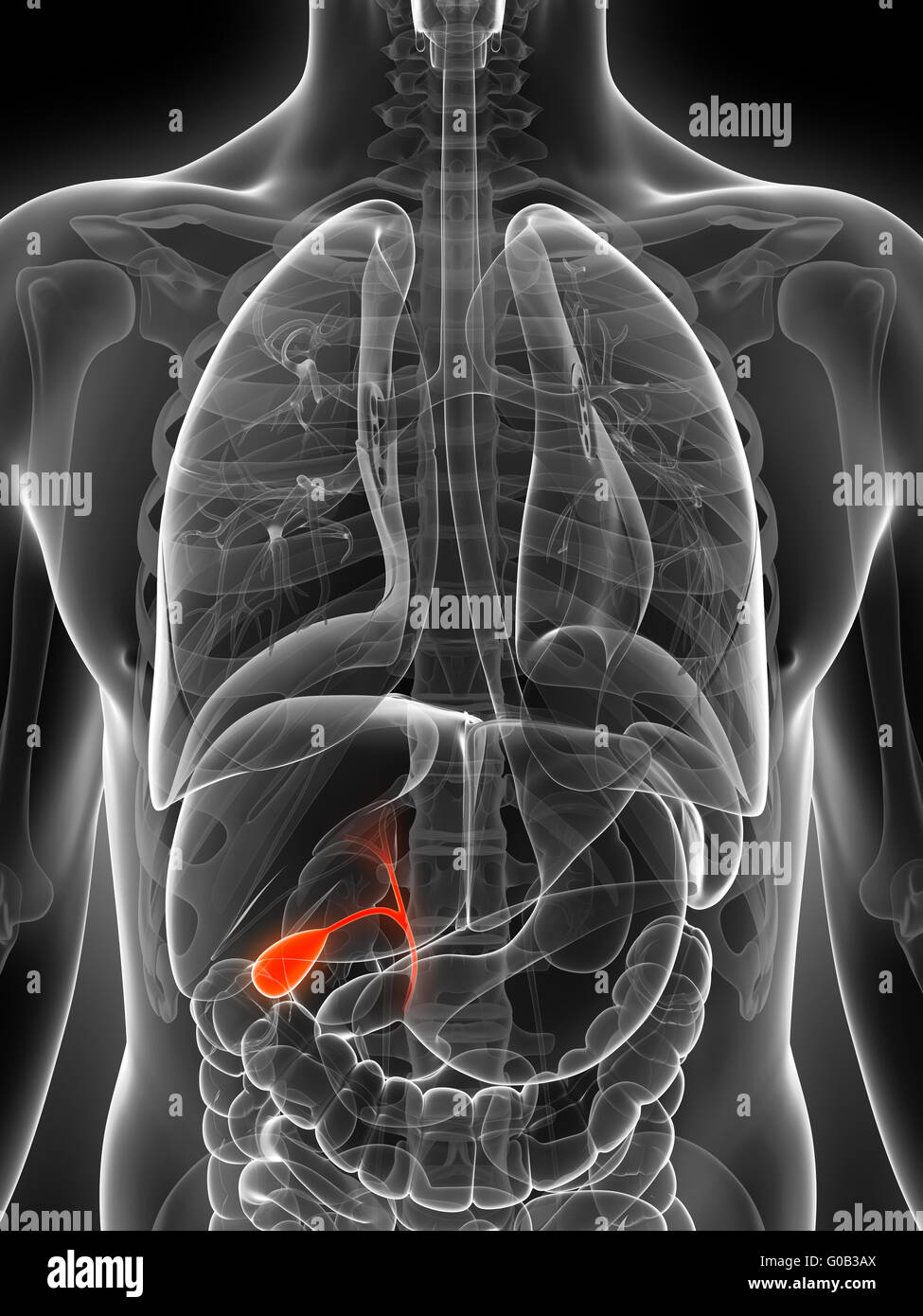 3d rendered illustration of the male gallbladder Stock Photo - Alamy
