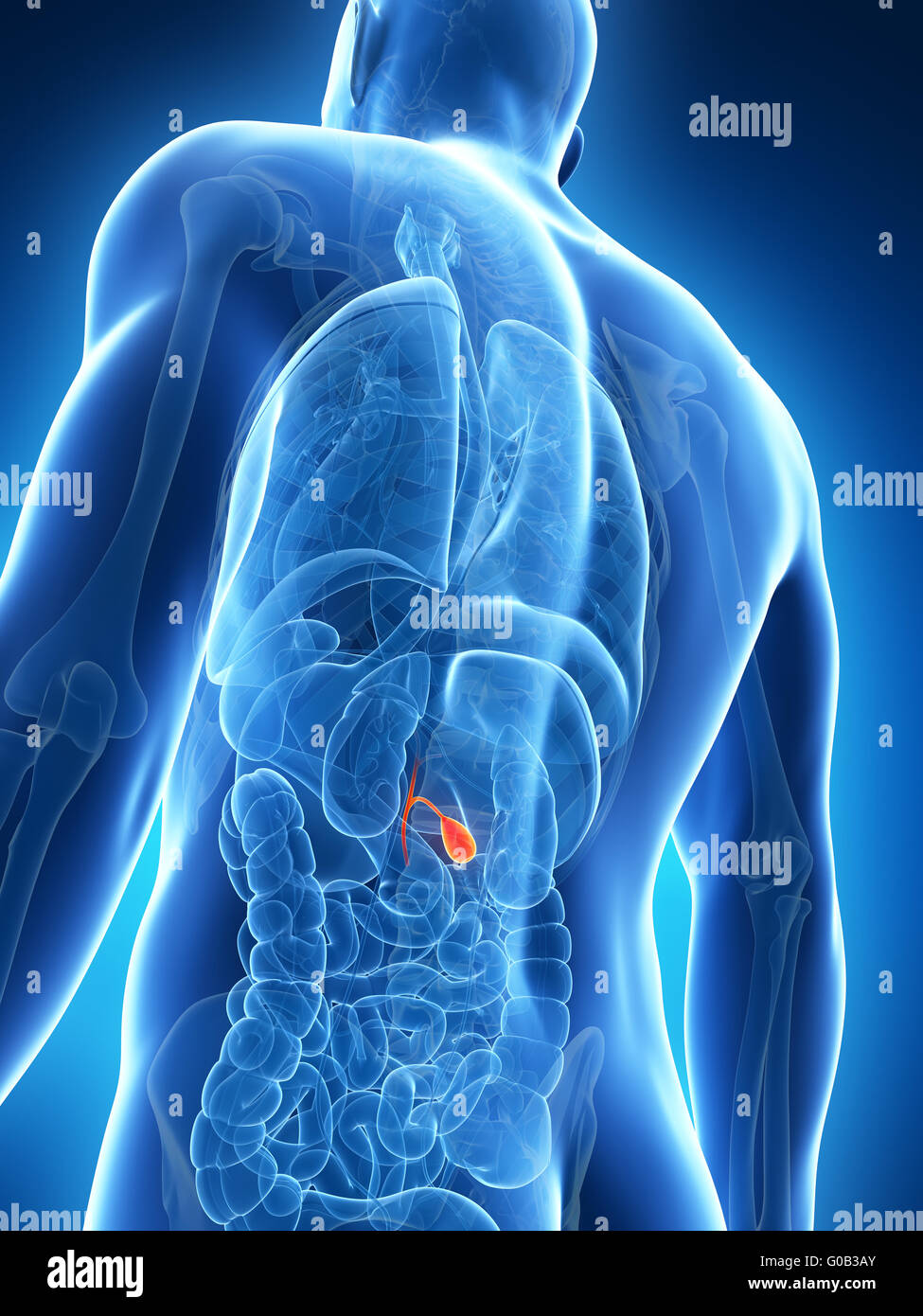 3d rendered illustration of the male gallbladder Stock Photo - Alamy
