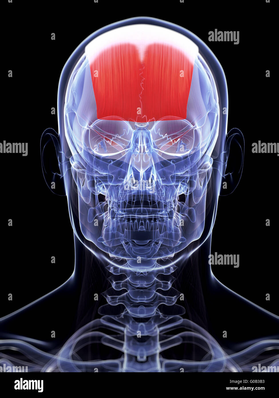 Frontalis muscle hi-res stock photography and images - Alamy