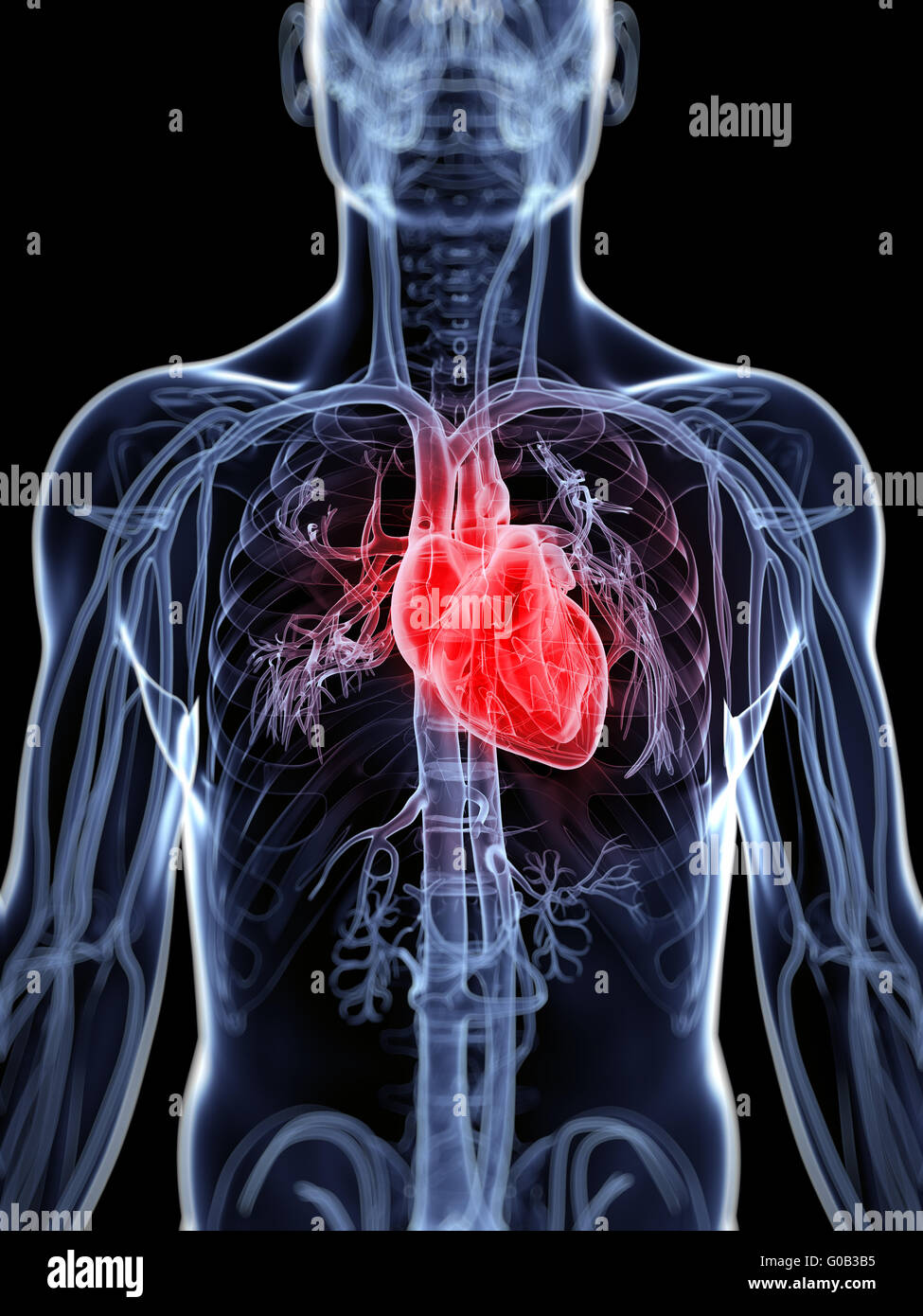 Circulatory system hi-res stock photography and images - Alamy