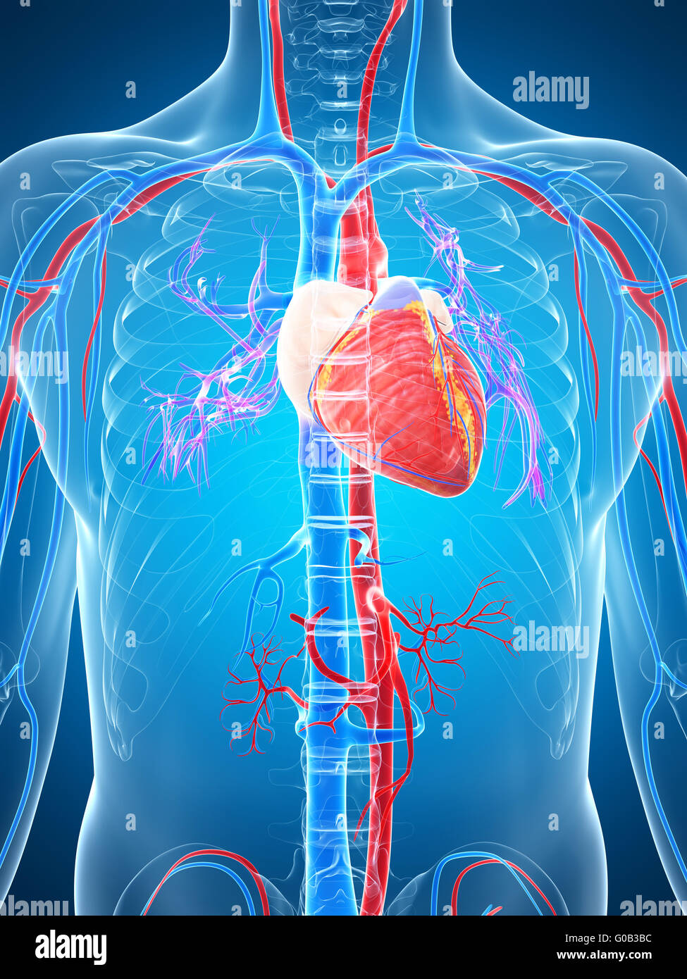 3d rendered illustration of the human vascular system Stock Photo - Alamy