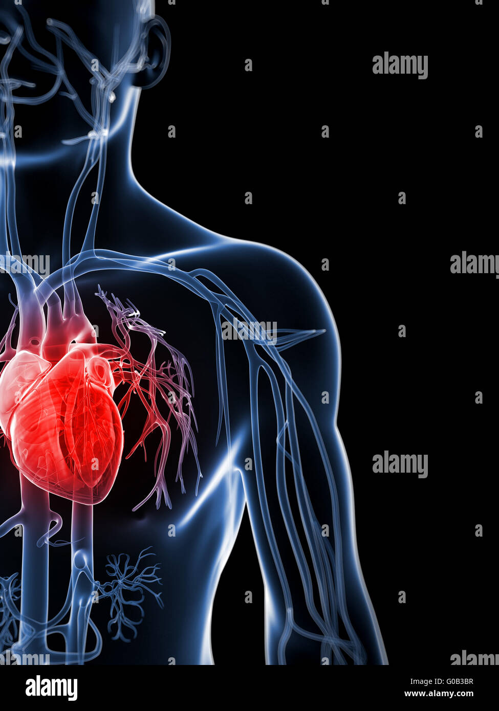 3d rendered illustration of the human vascular system Stock Photo - Alamy