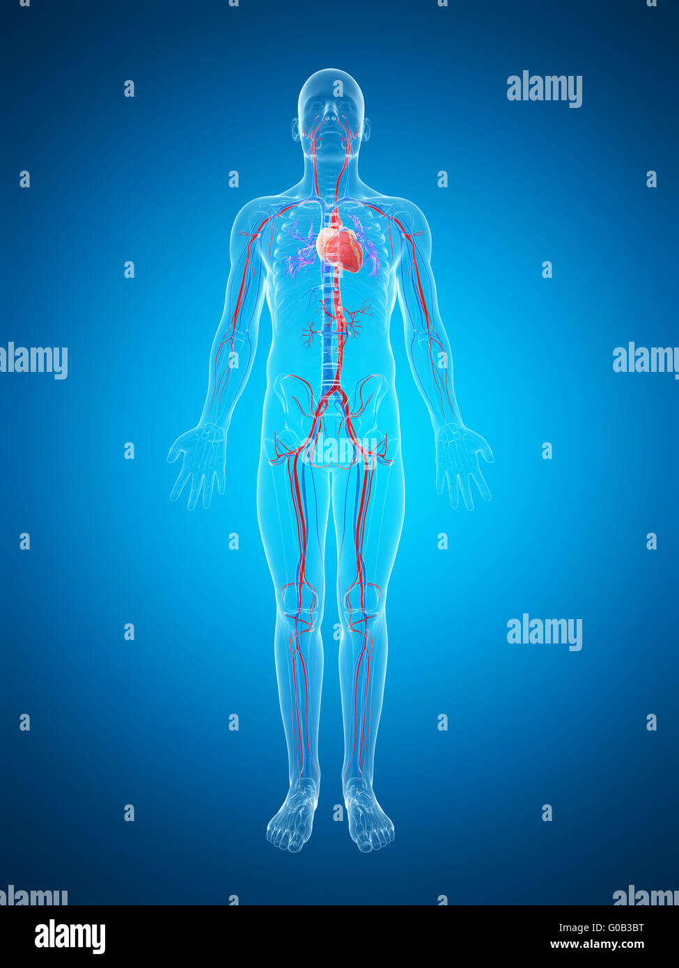 3d rendered illustration of the human vascular system Stock Photo - Alamy