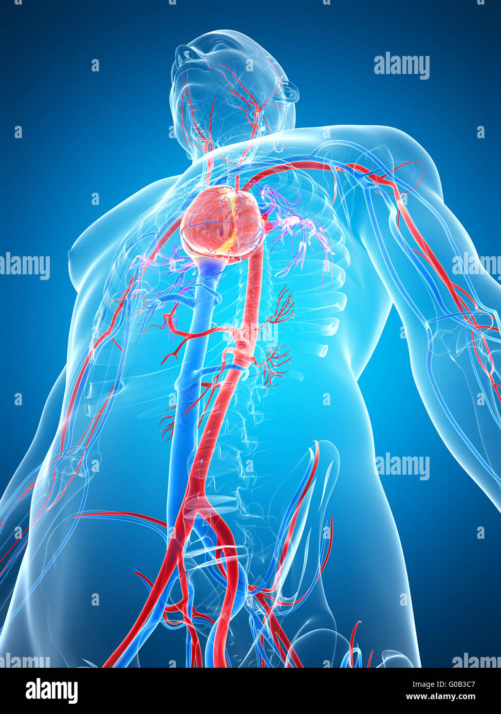 3d rendered illustration of the human vascular system Stock Photo - Alamy