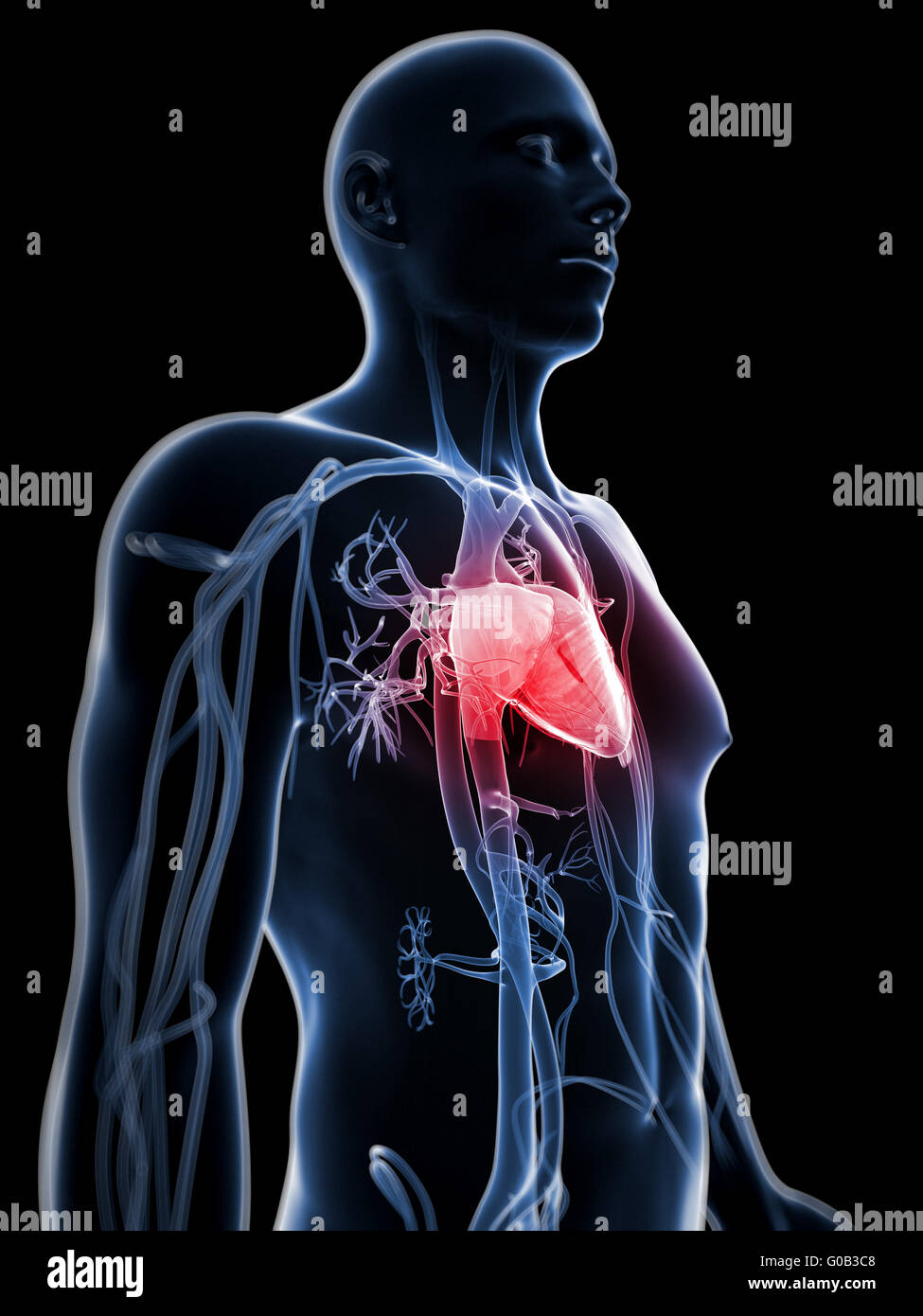 3d rendered illustration of the human vascular system Stock Photo - Alamy