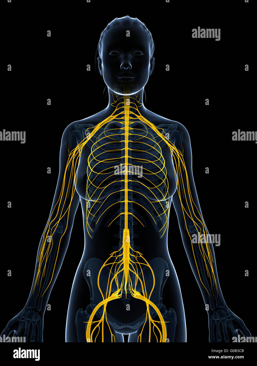 3d rendered illustration of the female nervous system Stock Photo - Alamy