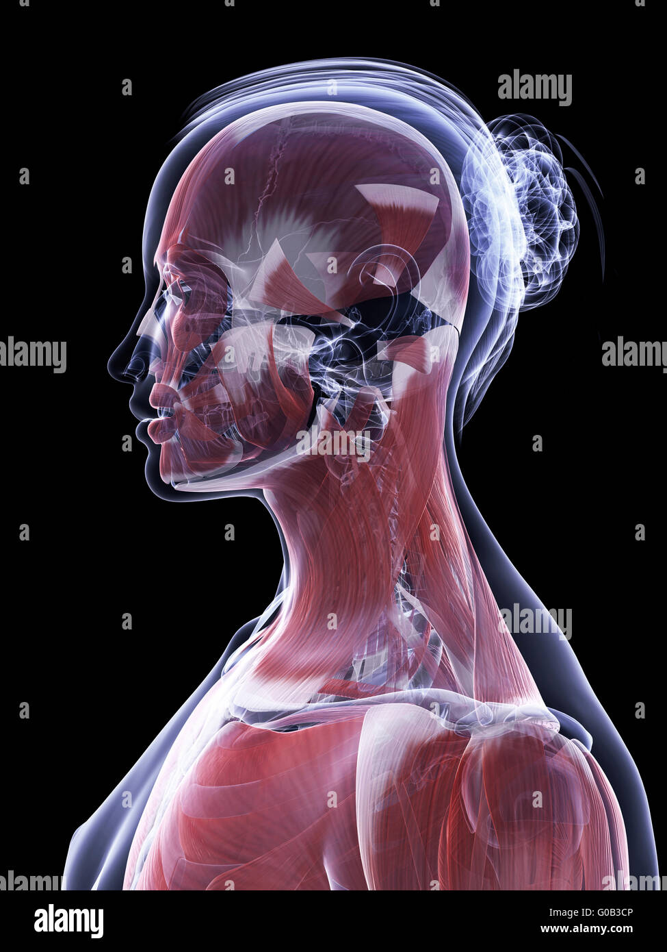3d rendered illustration of the female muscle system Stock Photo - Alamy