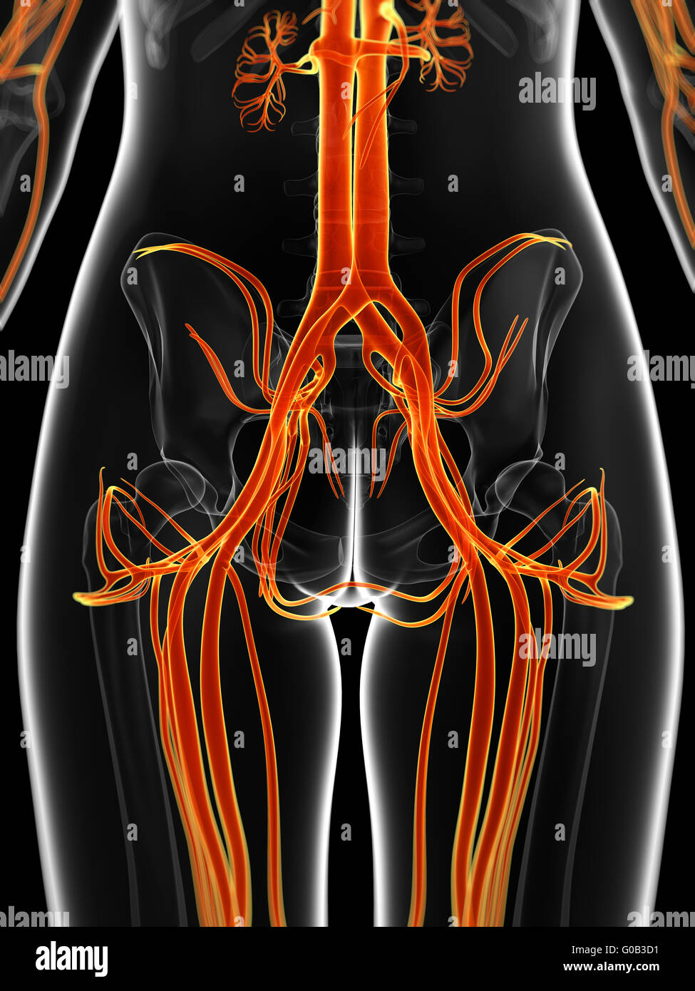 3d rendered illustration of the female vascular system Stock Photo - Alamy