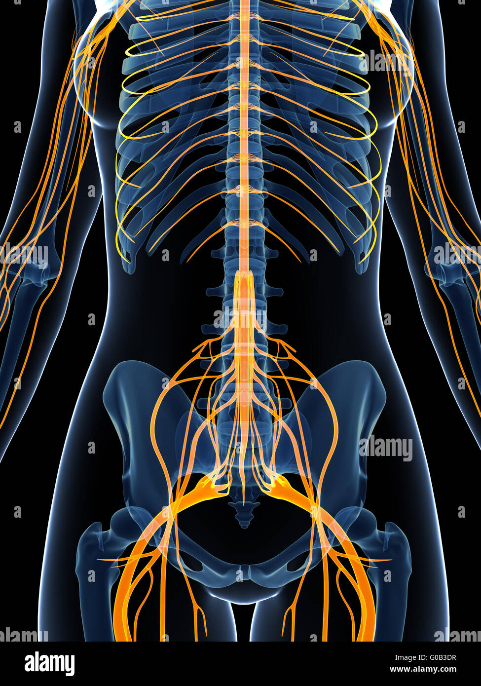 Sciatic nerve cross section hi-res stock photography and images - Alamy
