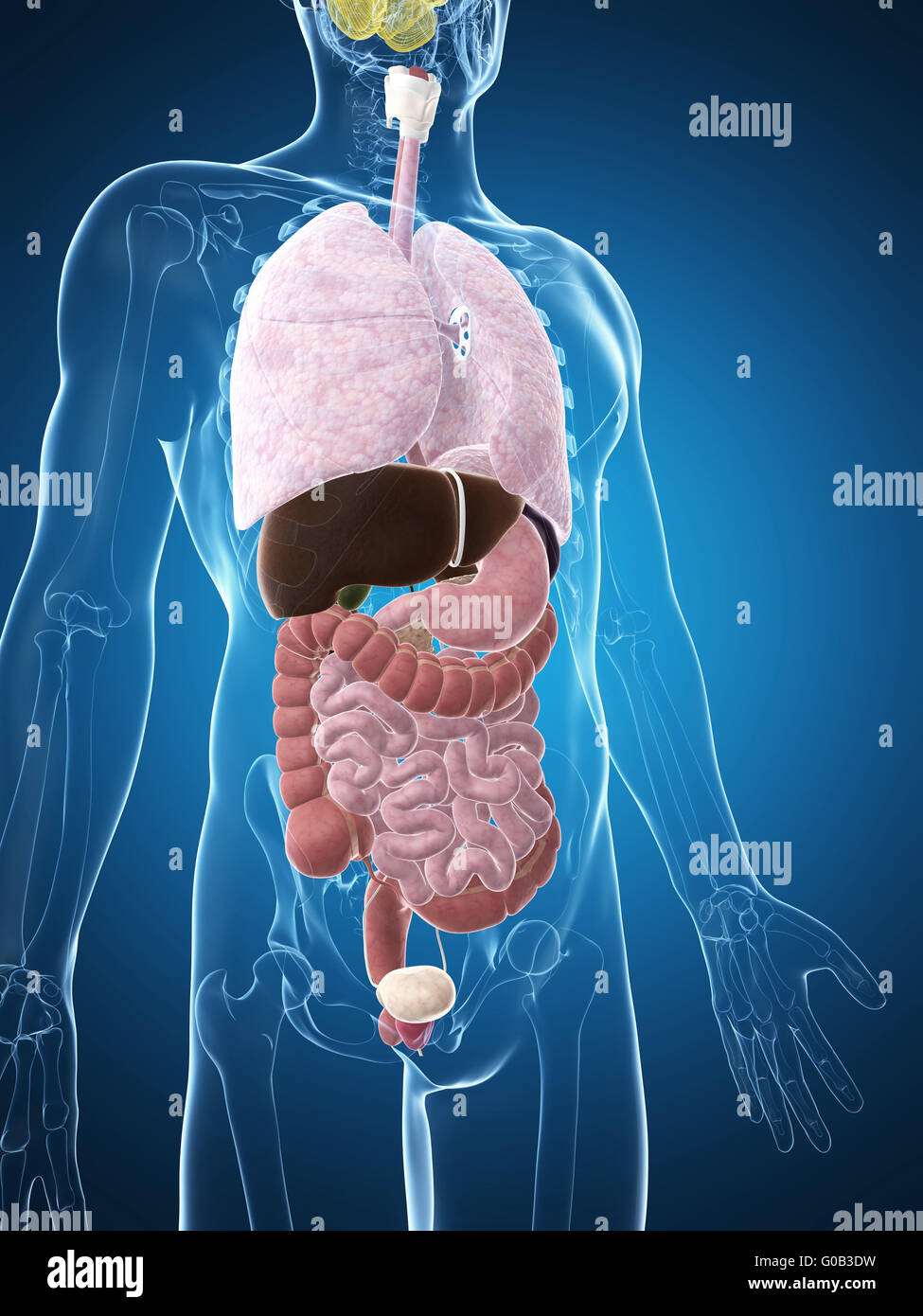 3d rendered illustration of the human anatomy Stock Photo - Alamy