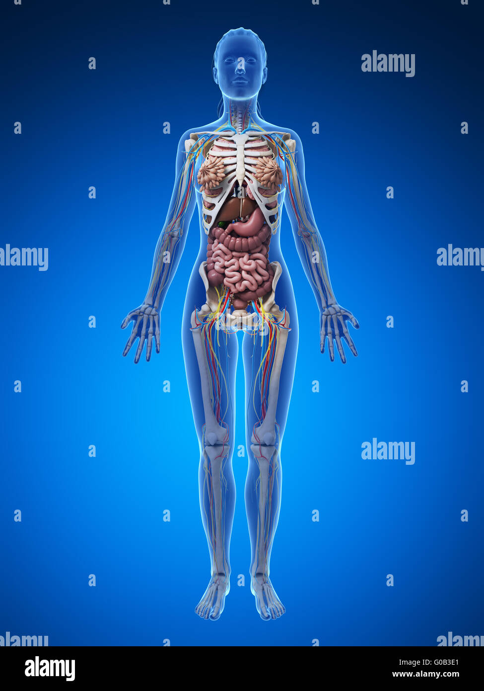 3d rendered illustration of the female anatomy Stock Photo - Alamy