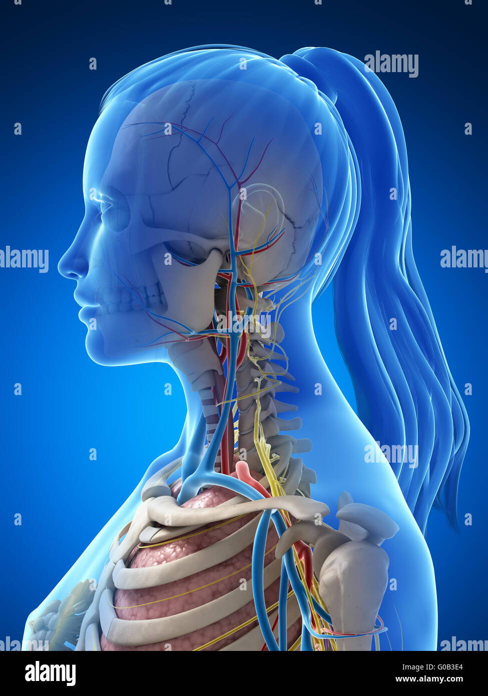 Anatomy diagram lungs hi-res stock photography and images - Alamy