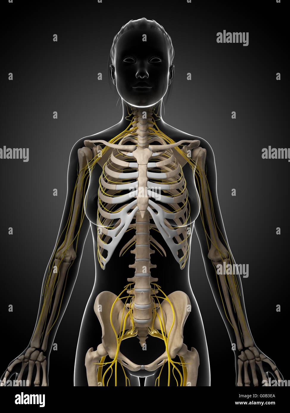 3d rendered illustration of the female nervous system Stock Photo - Alamy