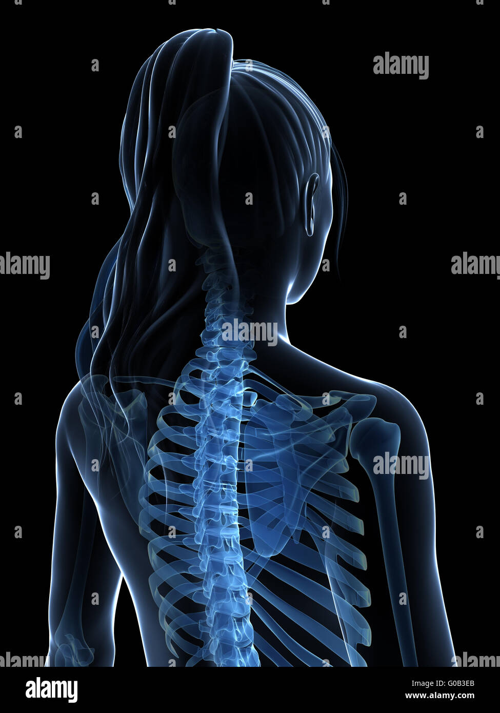 3d rendered illustration of the female skeleton Stock Photo - Alamy