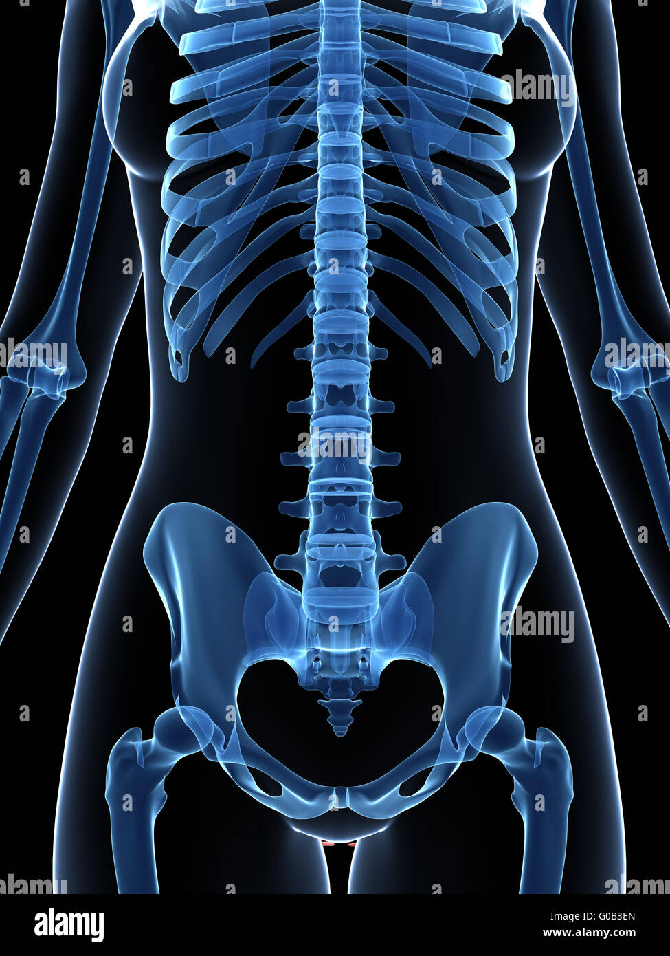 3d rendered illustration of the female skeleton Stock Photo - Alamy