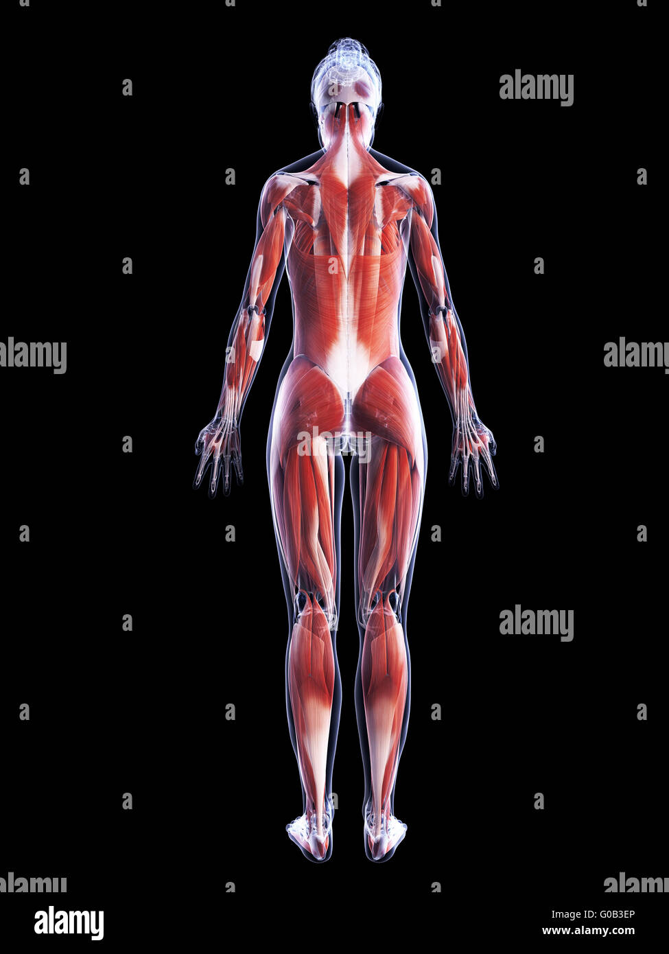 3d rendered illustration of the female muscle system Stock Photo - Alamy