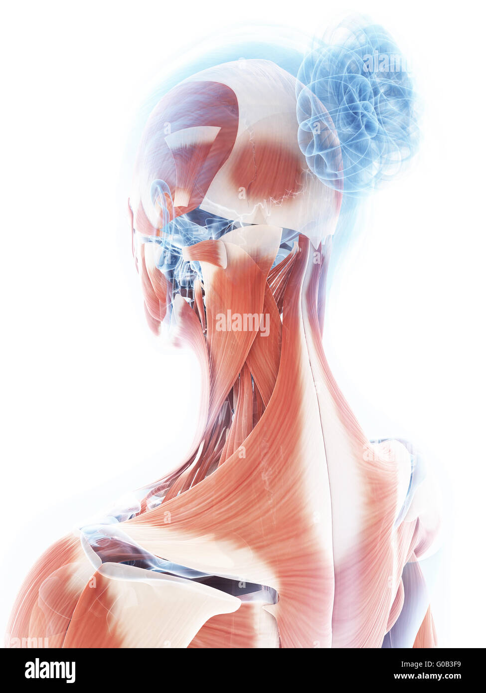 3d rendered illustration of the female muscle system Stock Photo - Alamy