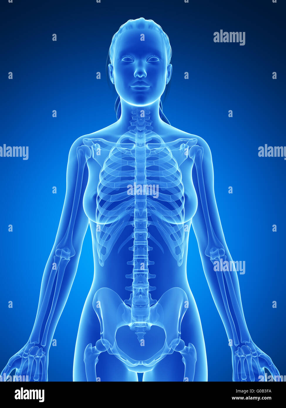 3d rendered illustration of the female skeleton Stock Photo - Alamy