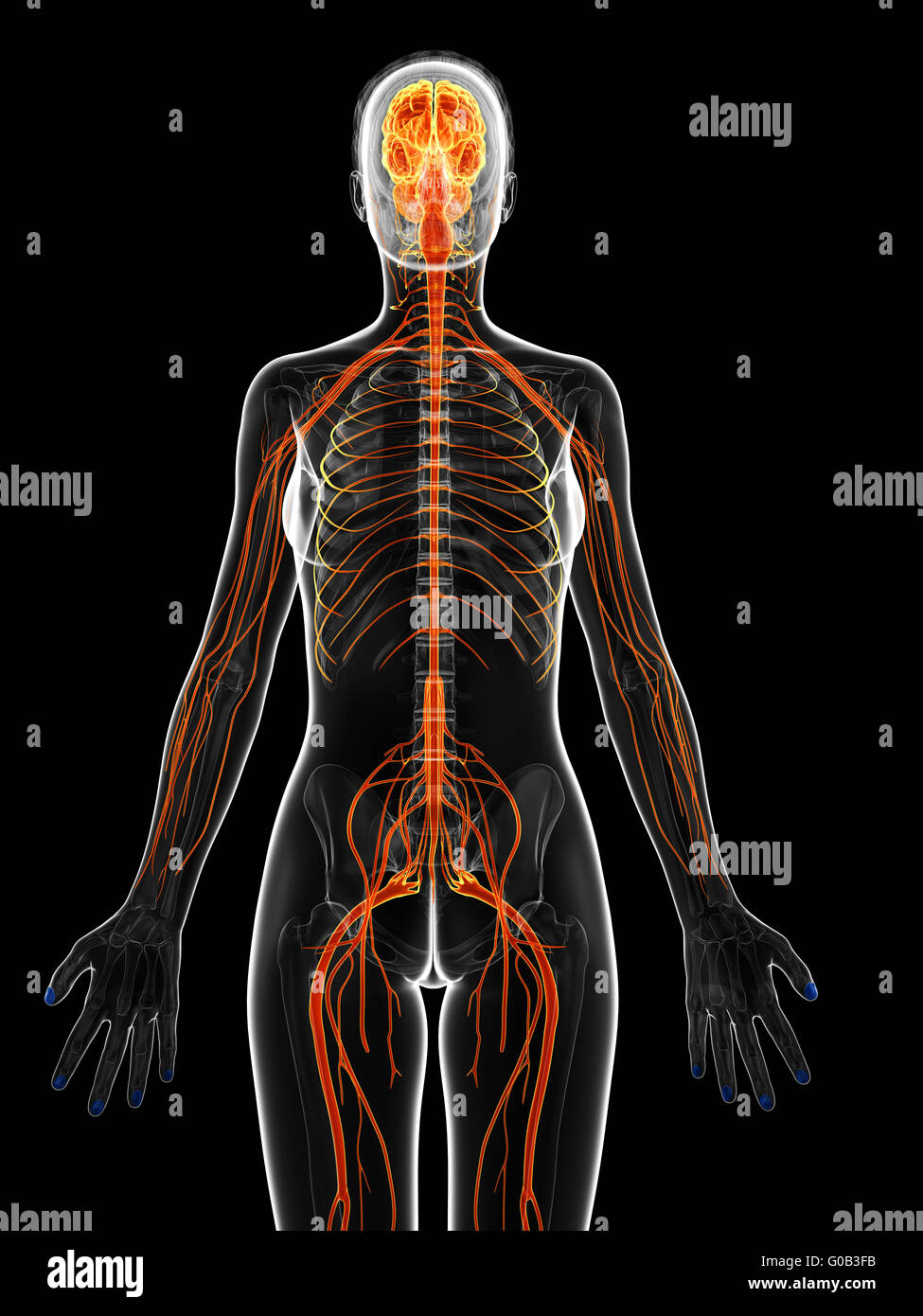 3d rendered illustration of the female nervous system Stock Photo - Alamy