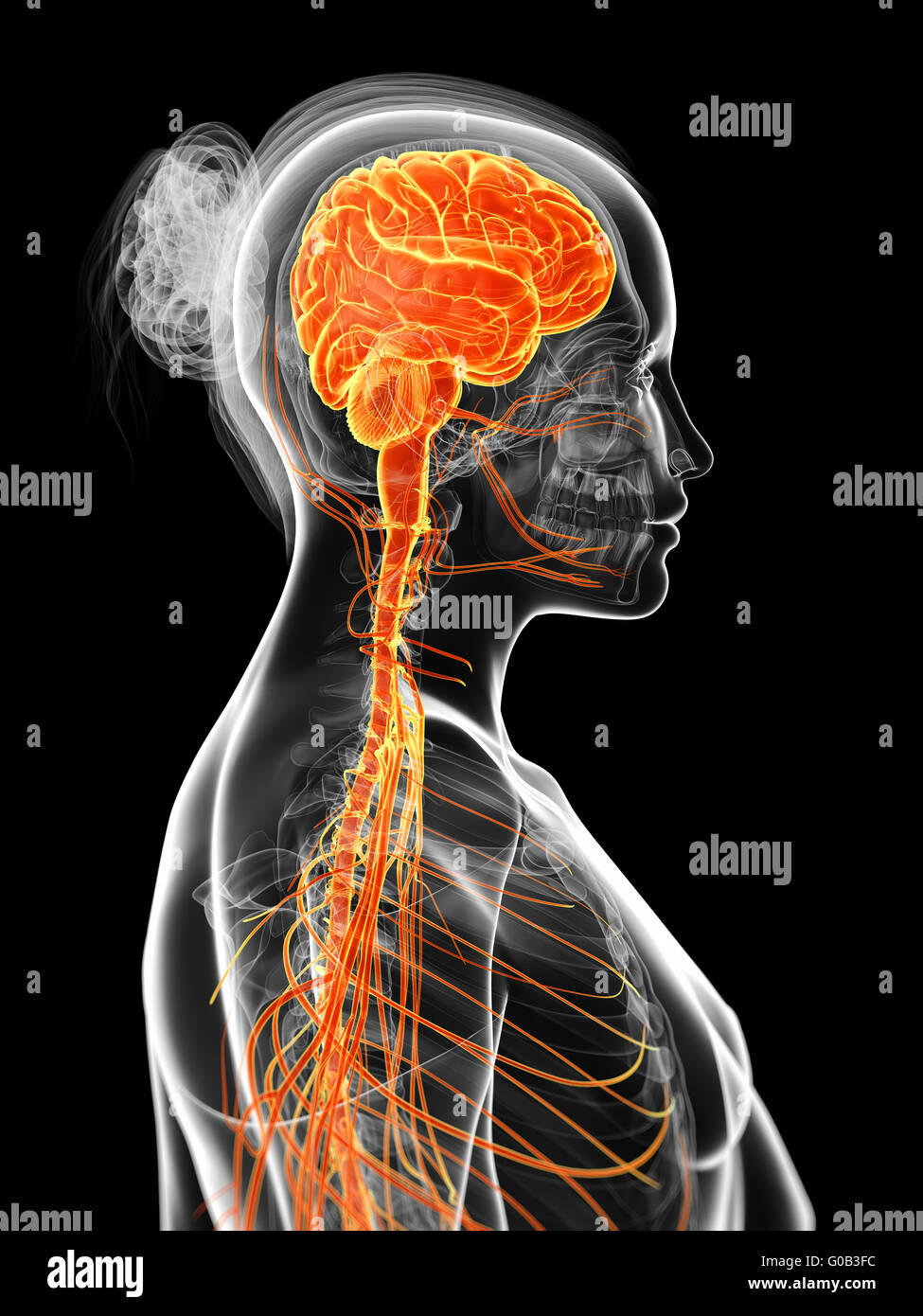 3d rendered illustration of the female nervous system Stock Photo - Alamy
