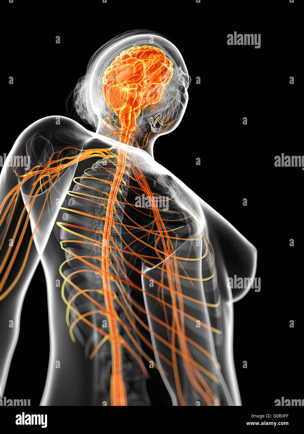 Female nervous system hi-res stock photography and images - Alamy