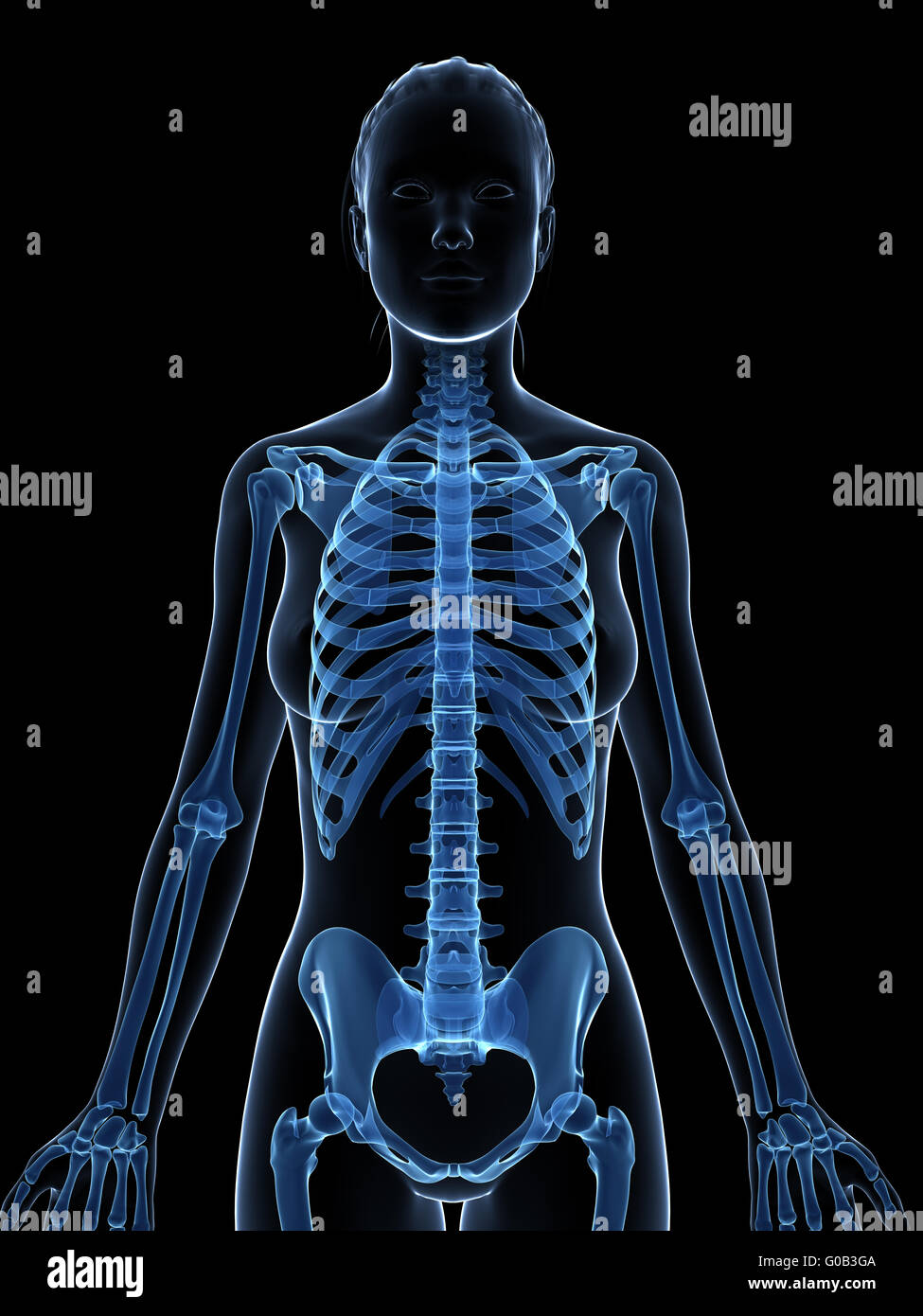3d rendered illustration of the female skeleton Stock Photo - Alamy