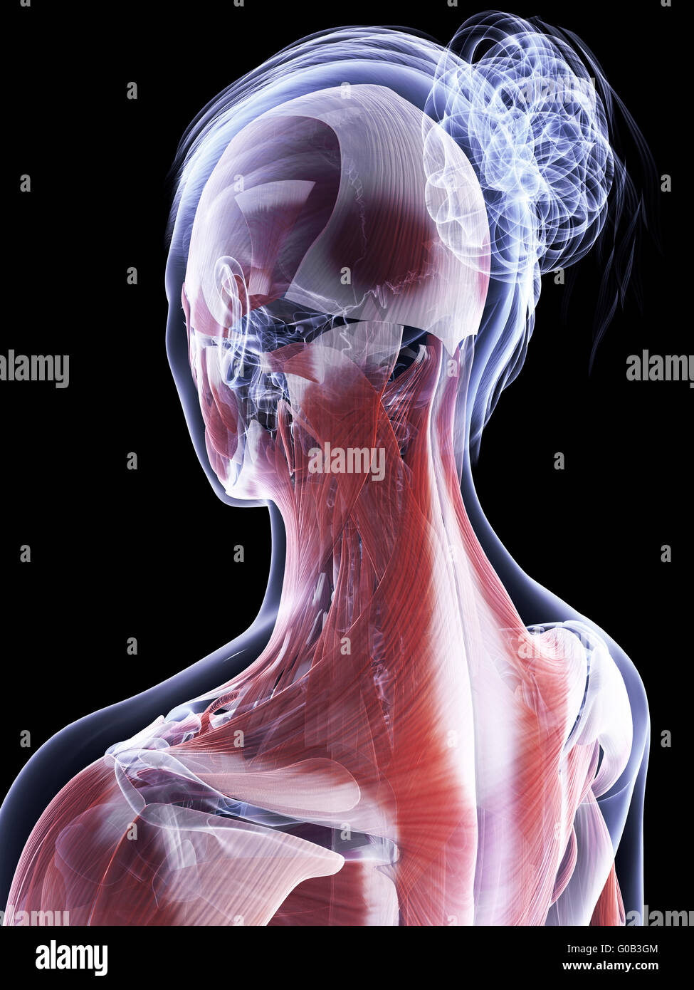 Female muscle anatomy hi-res stock photography and images - Alamy